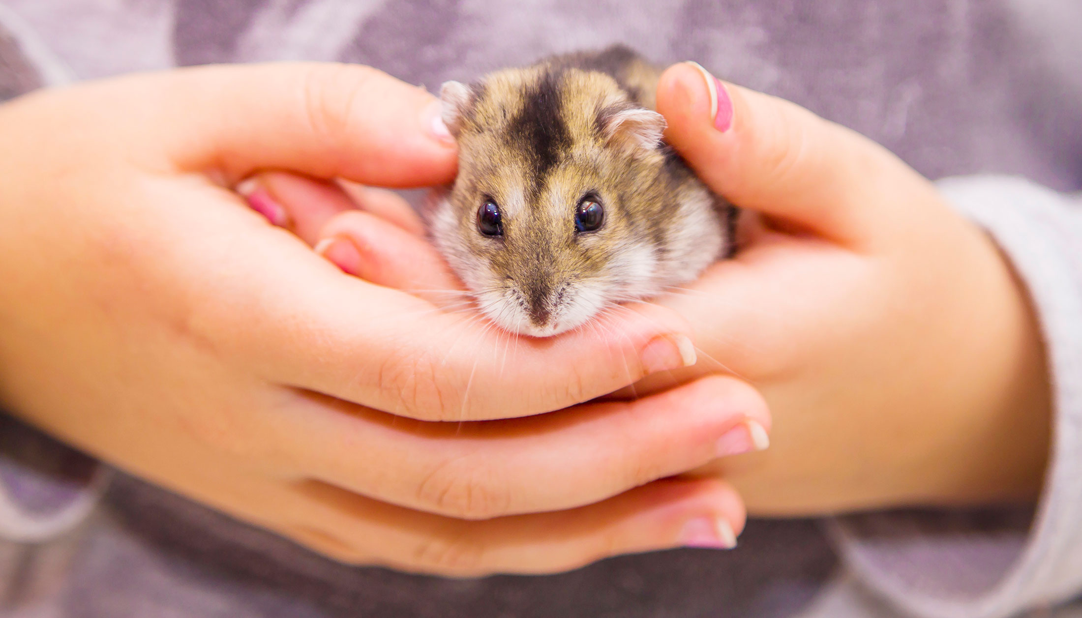 Hamster Veterinarian in Boulder, CO | Boulder Veterinary Hospital