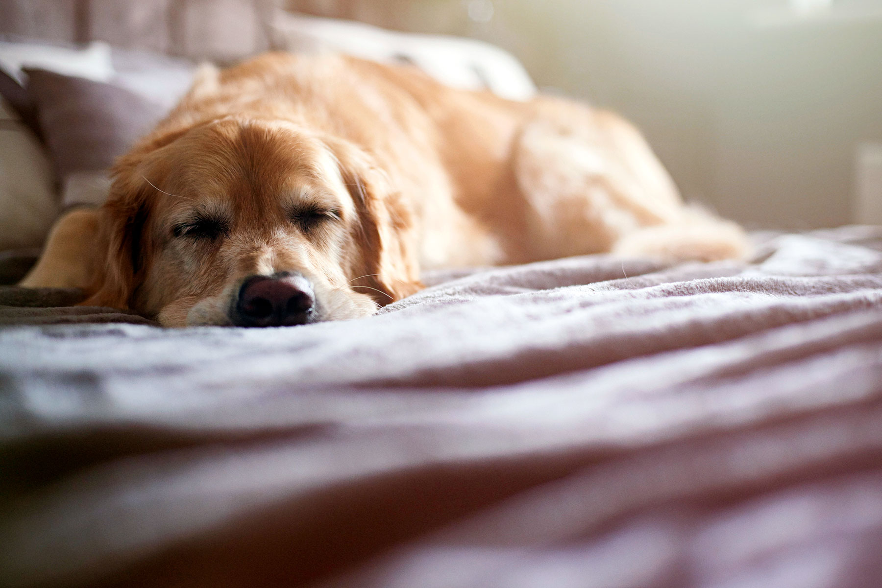 Evaluating Pet Lameness with the Stance Analyzer | Boulder Veterinary ...