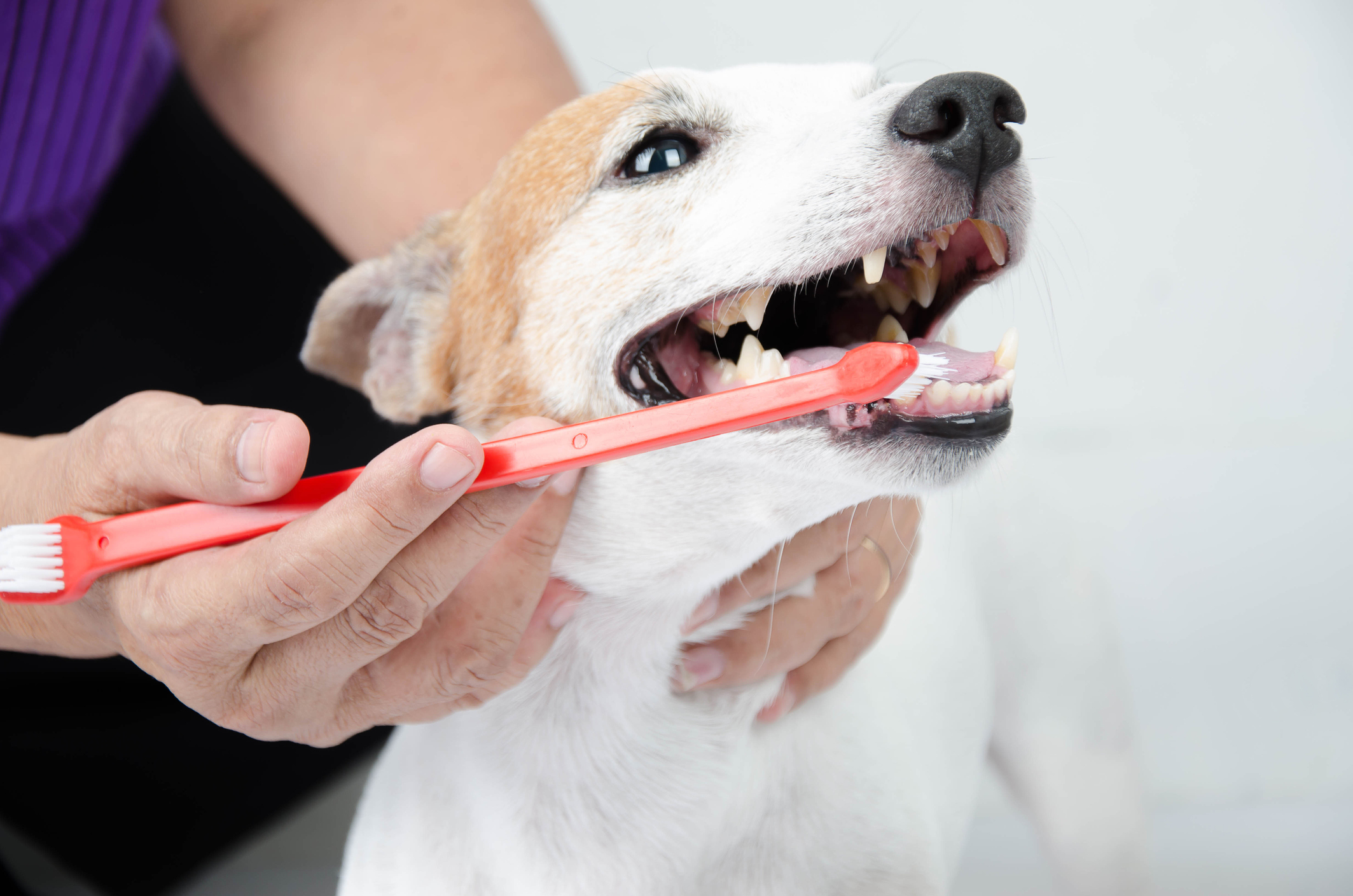 4 Most Important Ways to Care for Your Dog’s Teeth - Boulder Veterinary ...