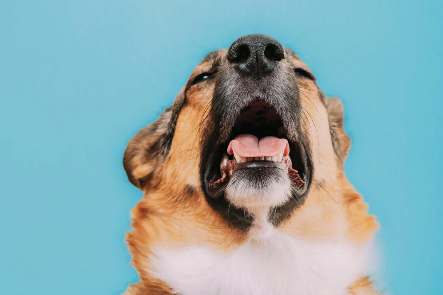 When to Neuter Your Dog: Timing, Benefits, and Considerations - Boulder ...